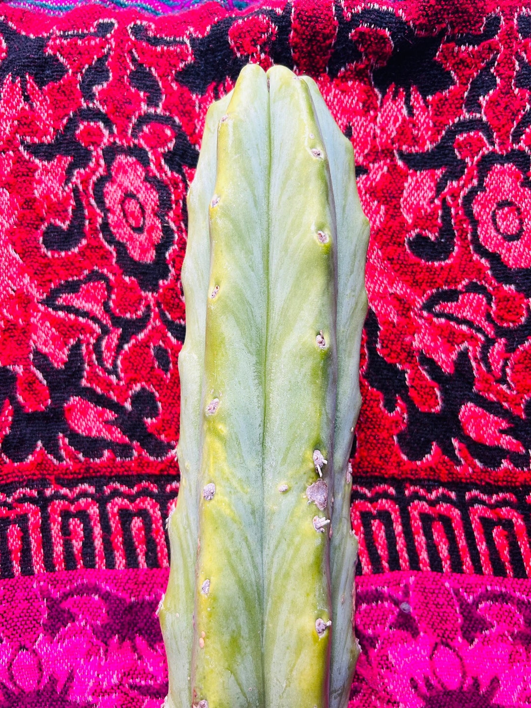 San Pedro Huachuma Peruvian Torch Bidgesii Cactus Cutting - Etsy