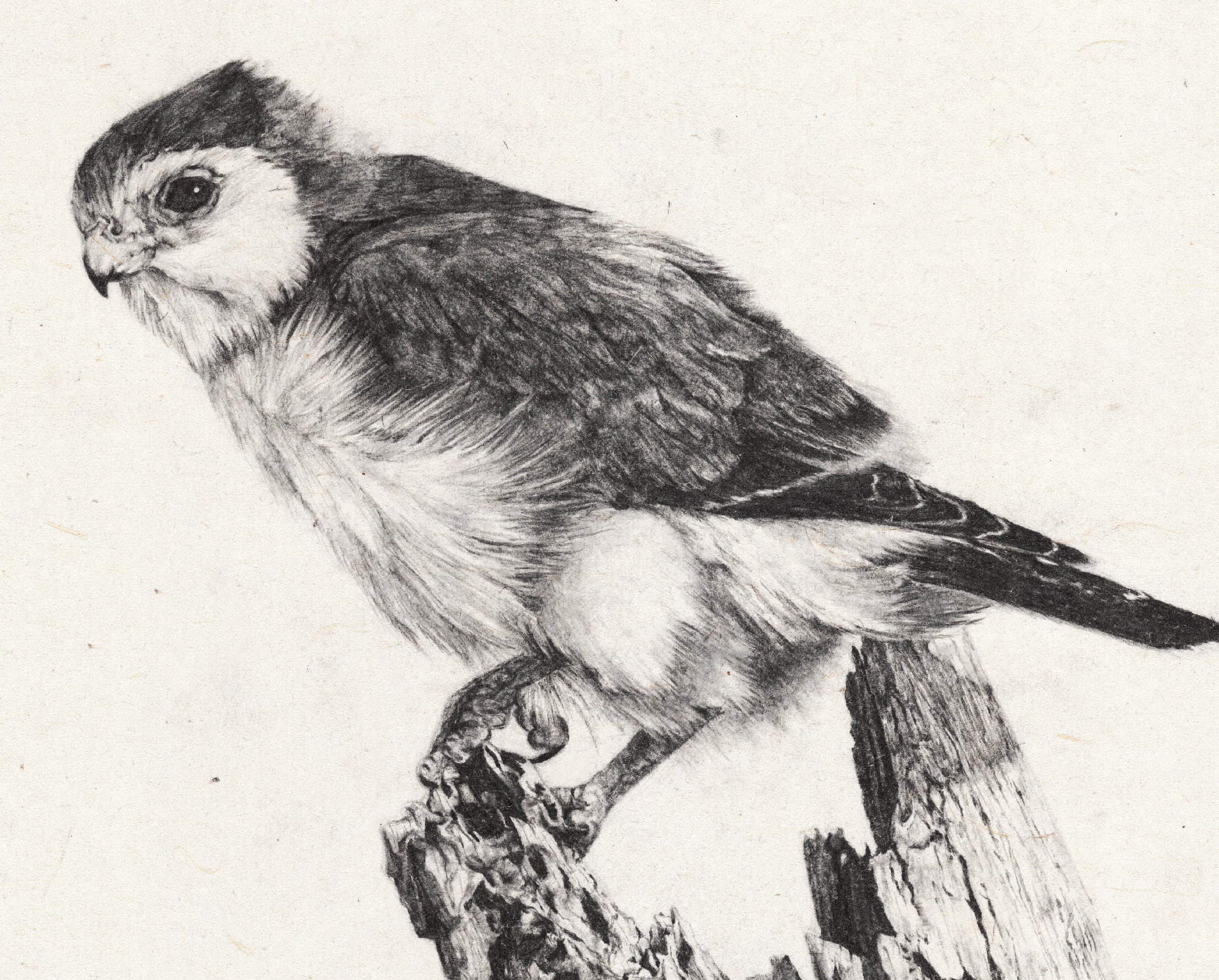 Pygmy Falcon Drawing Print Wall Art Bird of Prey Wildlife - Etsy