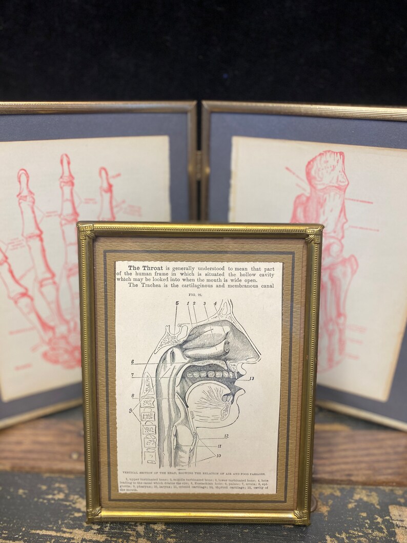 ANTIQUE ANATOMY Light & Dark Academia Framed Collection Original 1865 ...