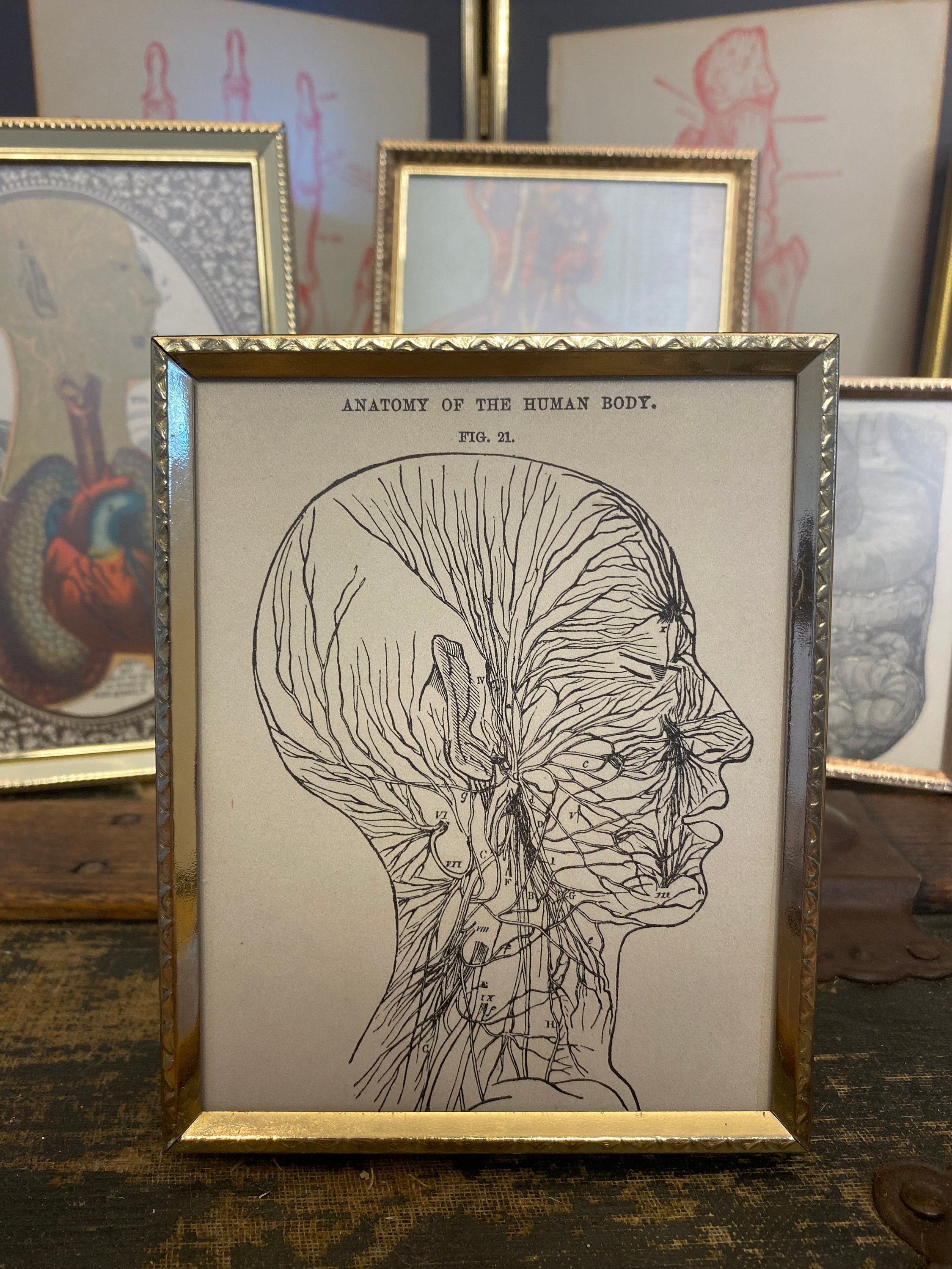 ANTIQUE ANATOMY Light & Dark Academia Framed Collection Original 1865 ...