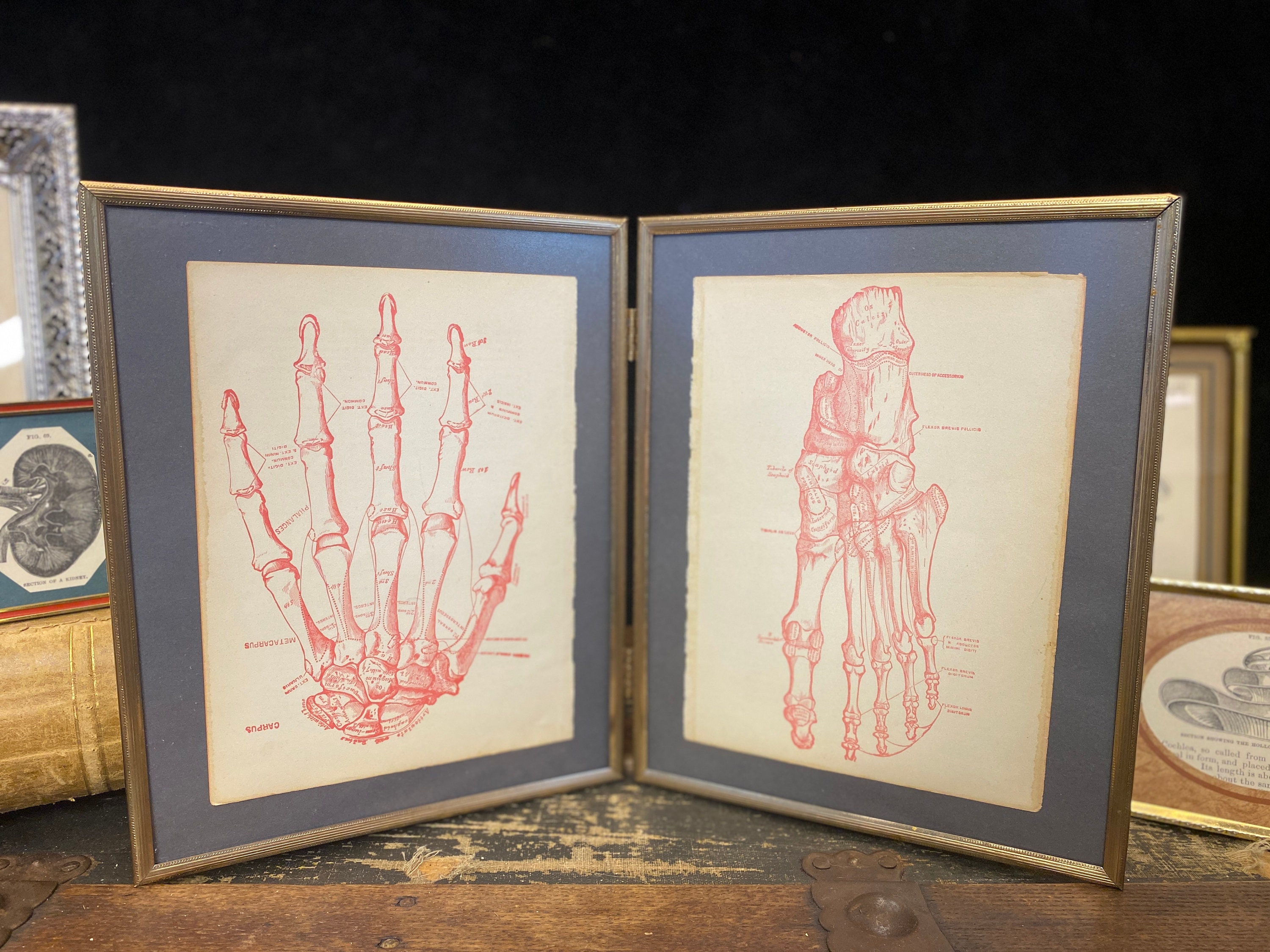 ANTIQUE ANATOMY Light & Dark Academia Framed Collection Original 1865 ...