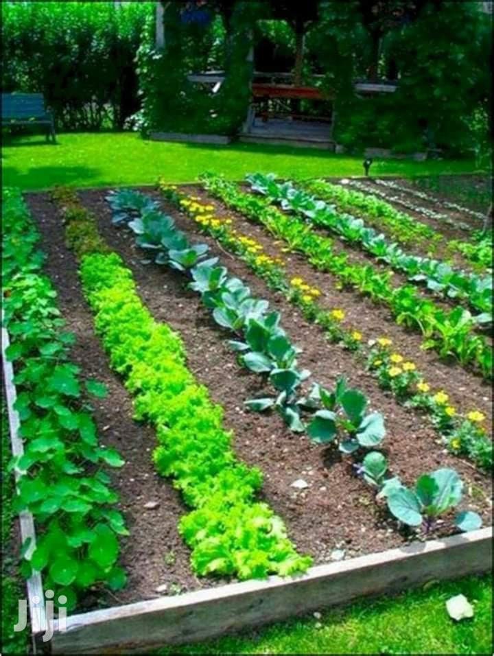 No. #3 Heirloom Vegetable Seeds 6 Variety Garden Set Emergency Survival ...