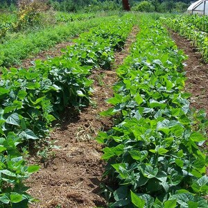 Organic Black Beauty Zuchinni Seeds 25 NON-GMO Heirloom Open Pollinated ...