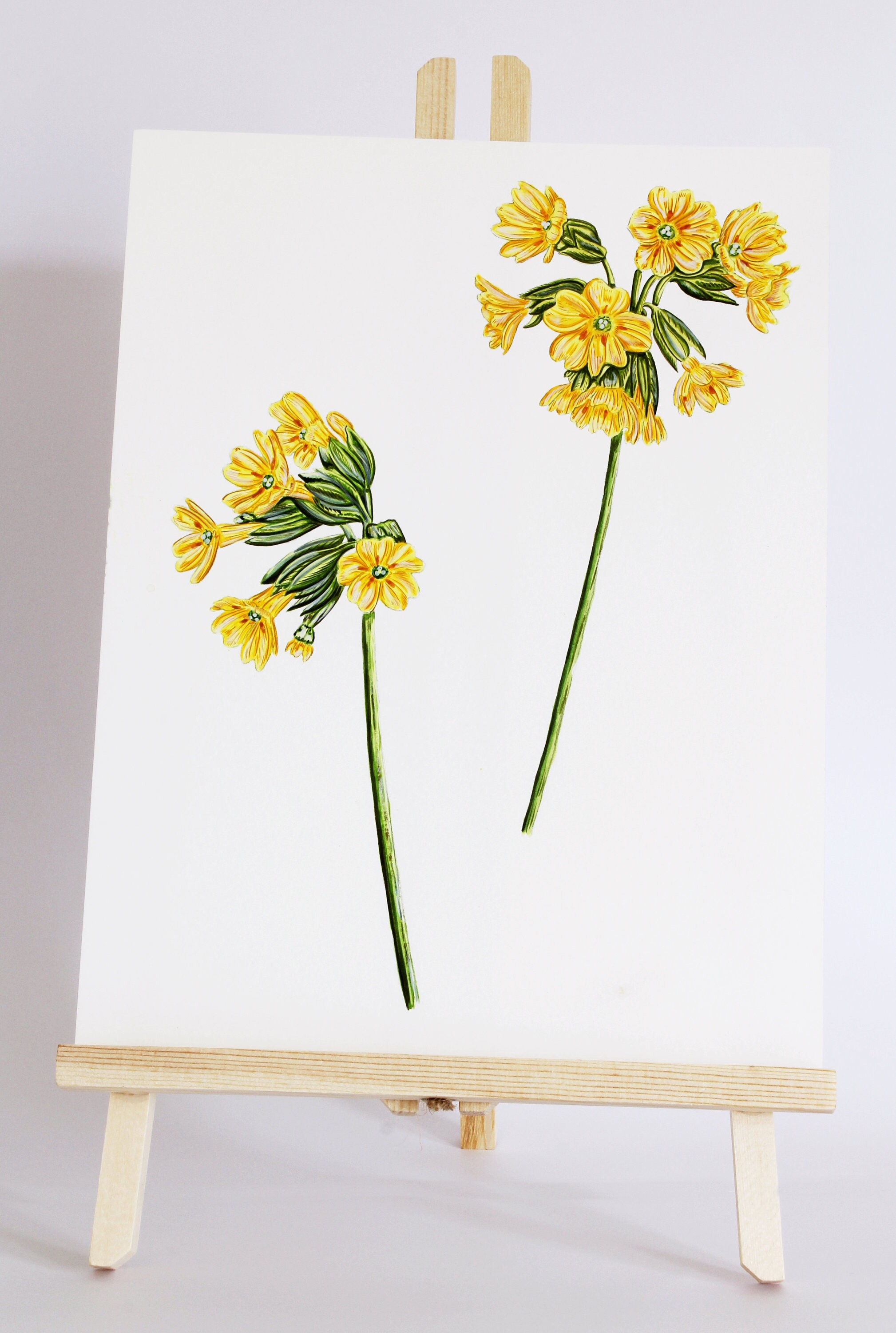 A4 Cowslip Watercolour Print - Etsy