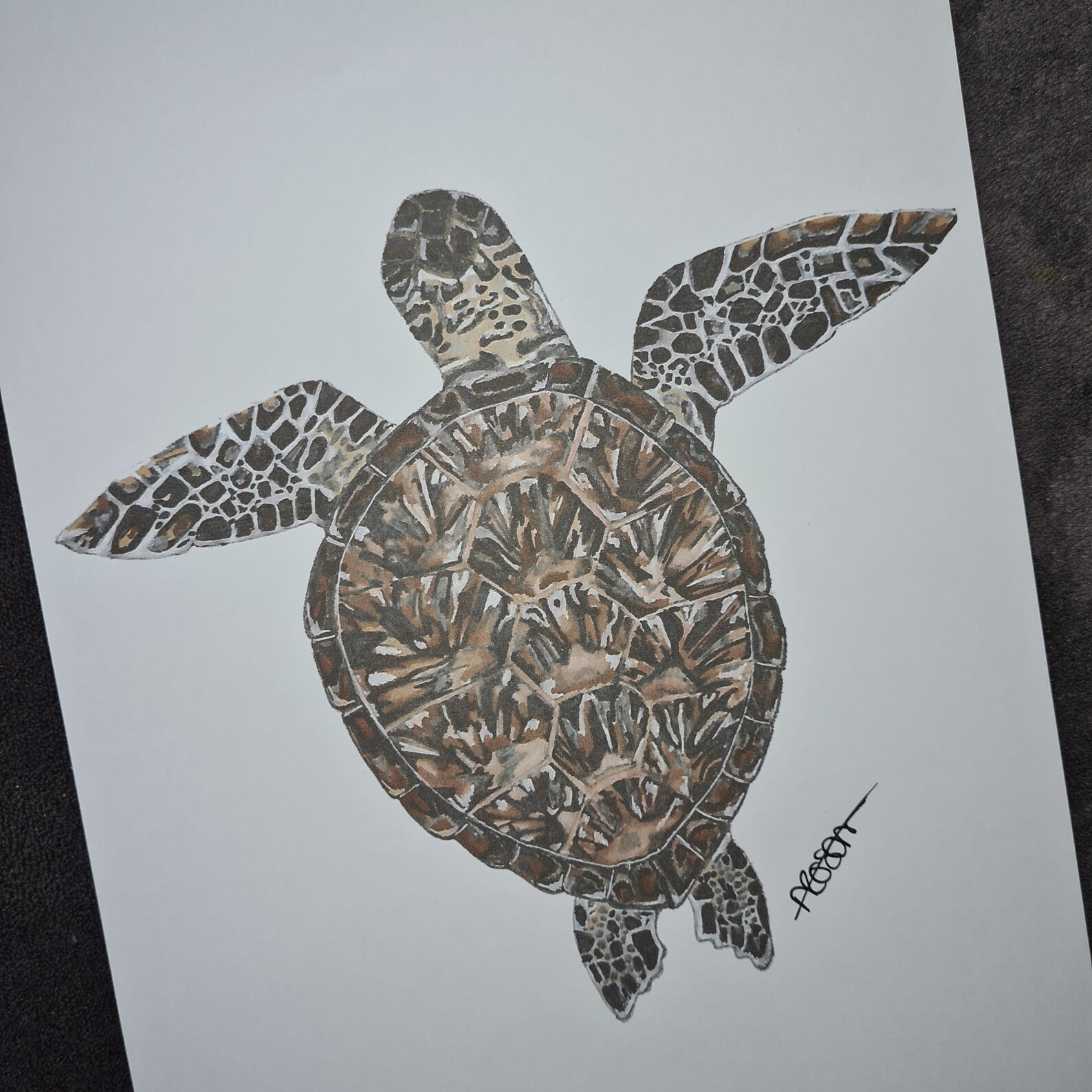 HAND DRAWN Turtle Drawing. Printed on A4 210gsm Cardstock | Etsy