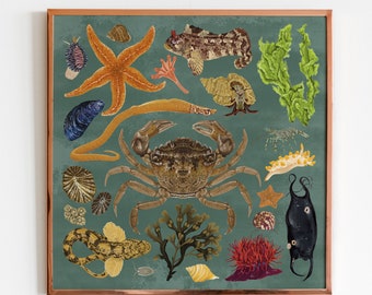 Square Sea Life Print - Etsy