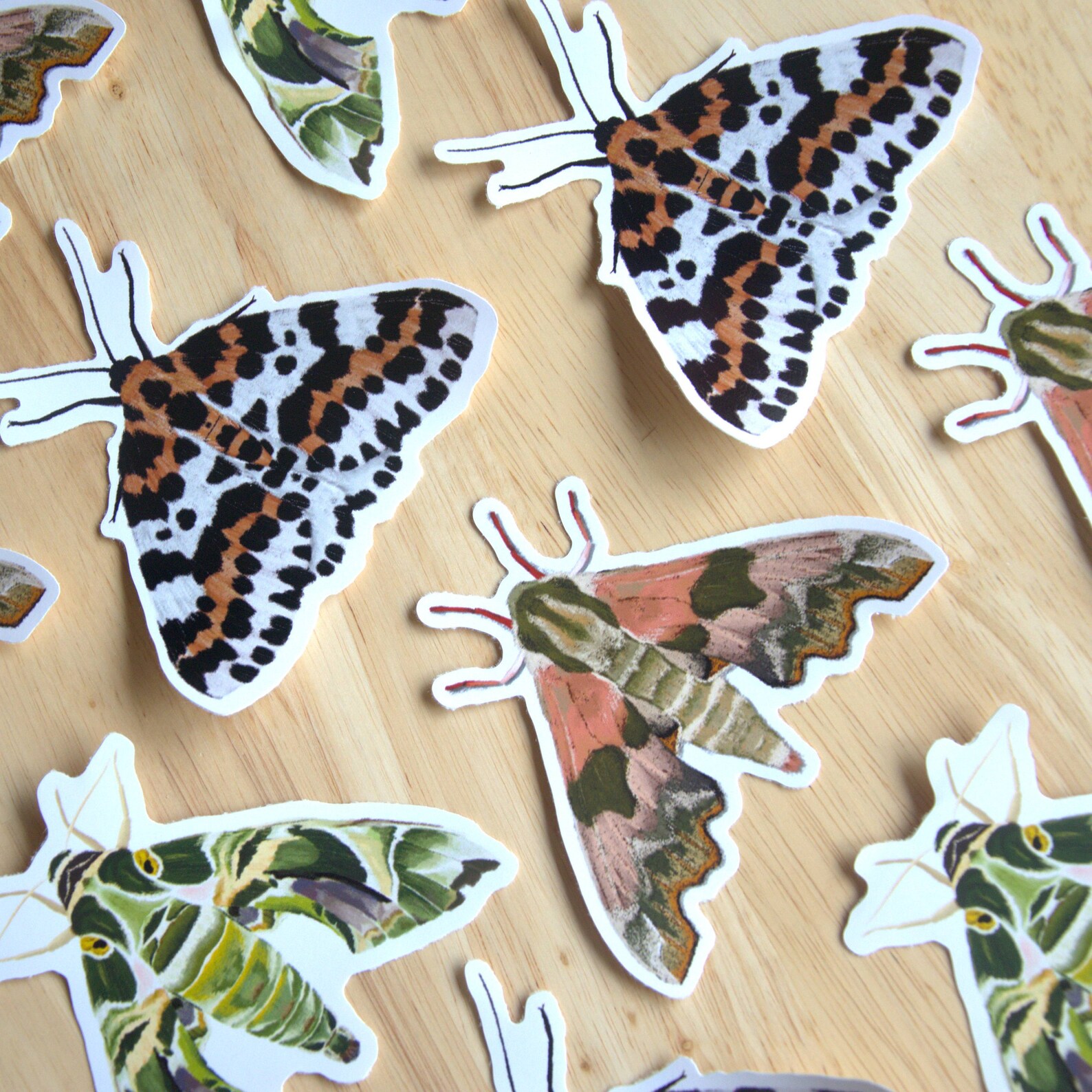 Moth Vinyl Sticker Insect Laptop Decal Moth Illustration | Etsy