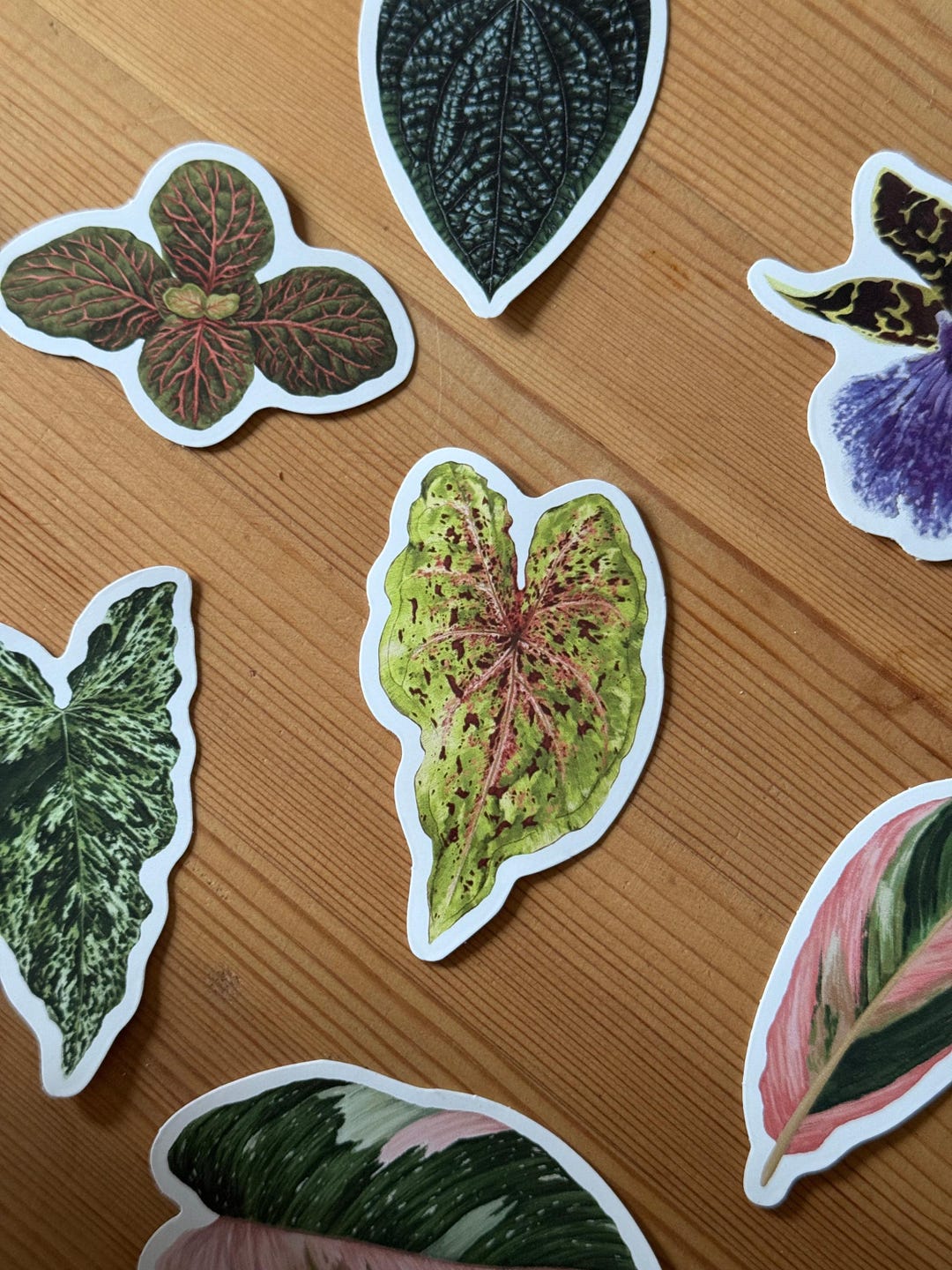 Caladium Bicolor Miss Muffet Vinyl Sticker – Tropical Plant Decal for ...