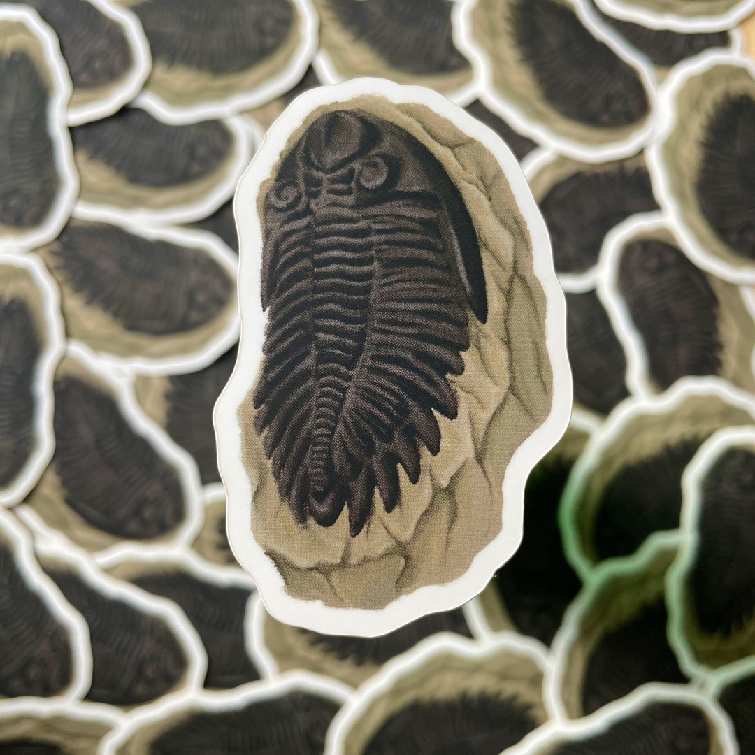 Trilobite Fossil Vinyl Sticker | Unique Waterproof Decal for Science ...