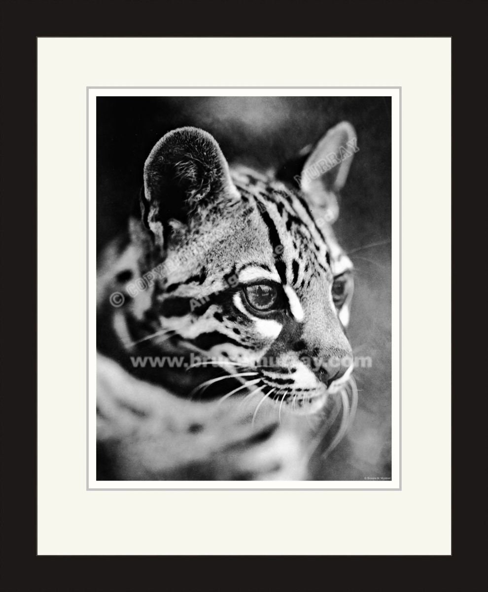 Black And White Ocelot