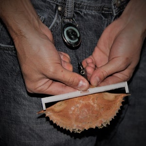 Crab Measure Tool - Official - 5" and 5.75" and More Sizes Available ...