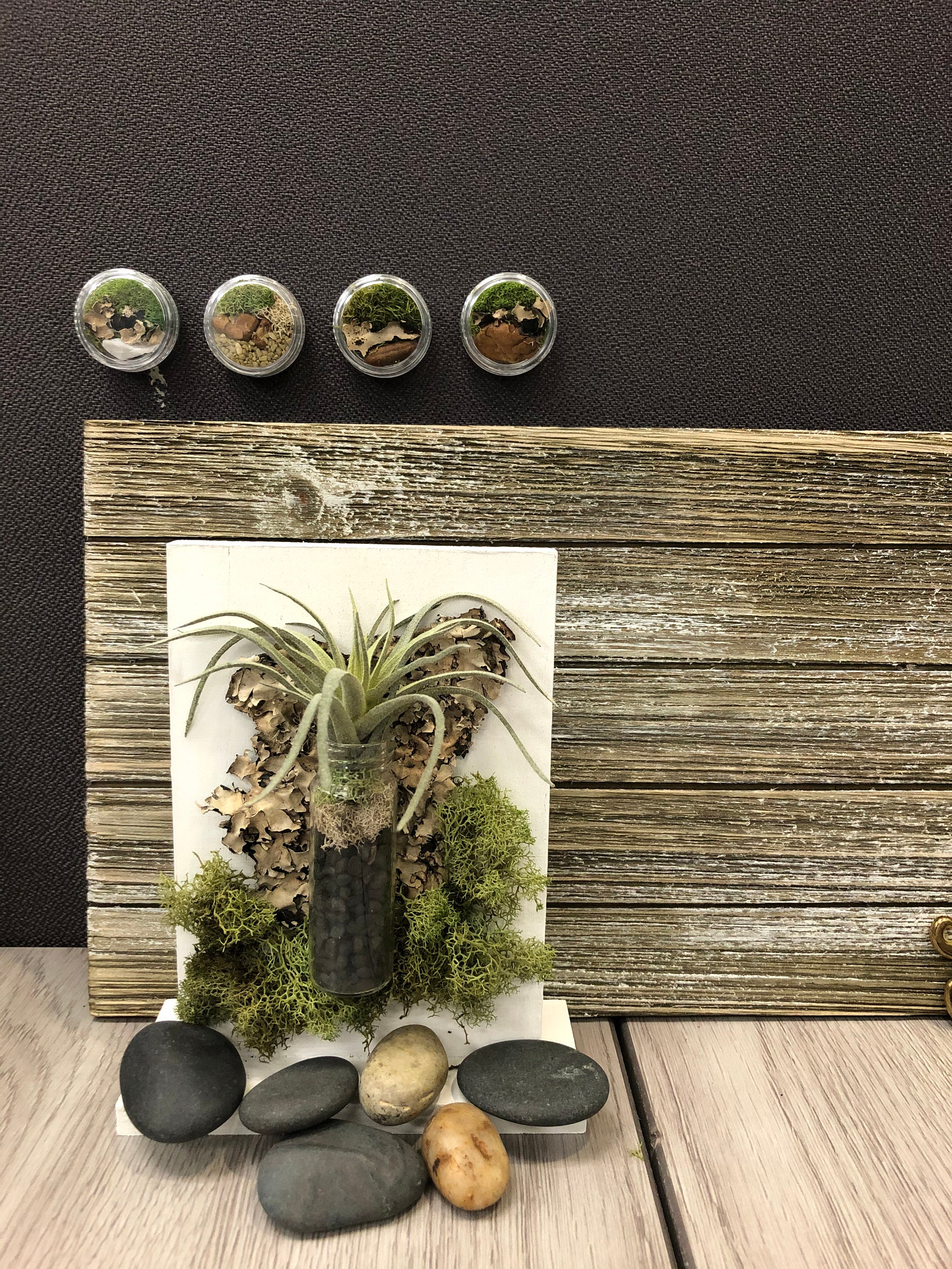 Mini Desert Magnet Terrariums - Set of 4 - Etsy