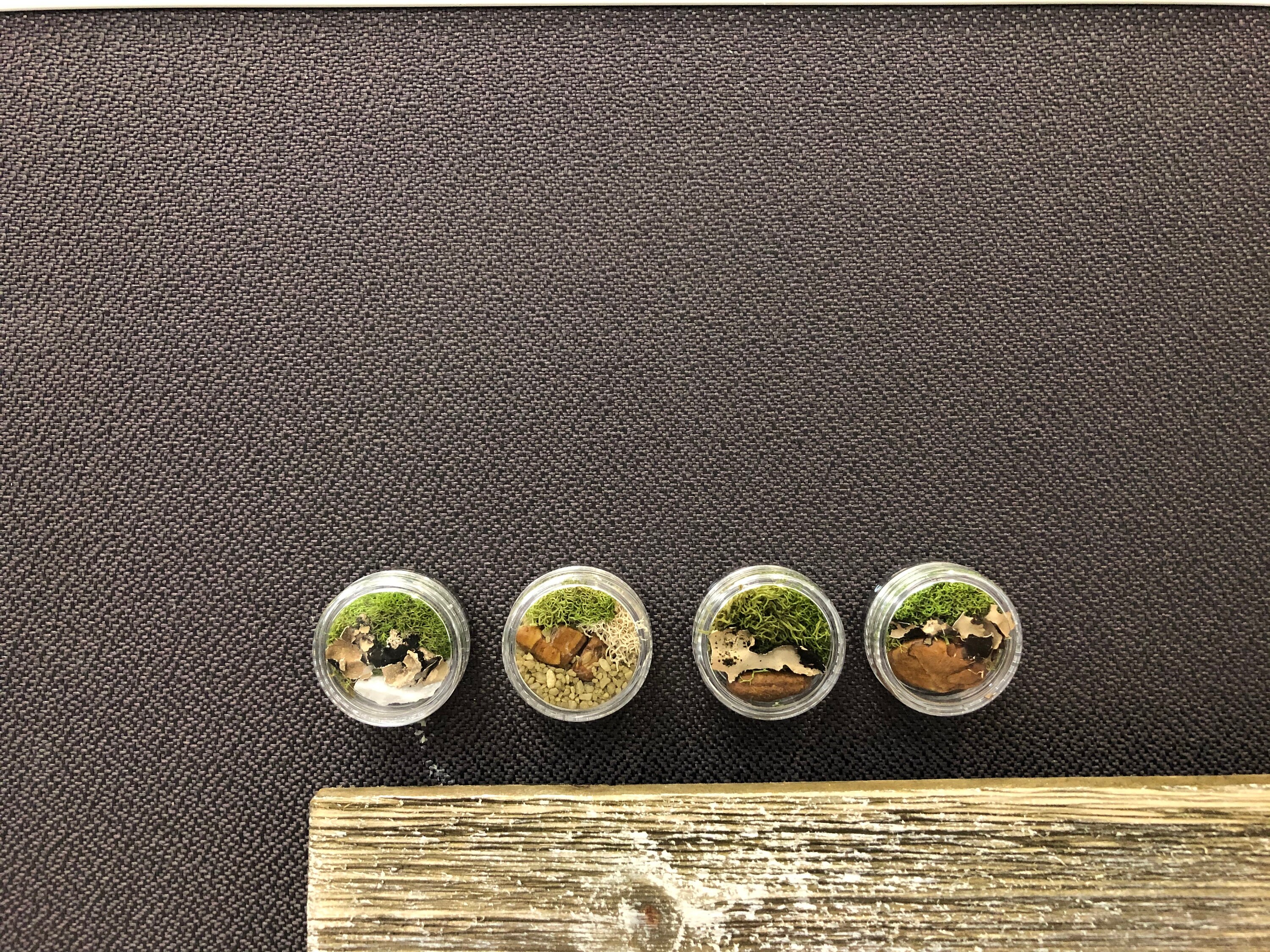 Mini Desert Magnet Terrariums - Set of 4 - Etsy