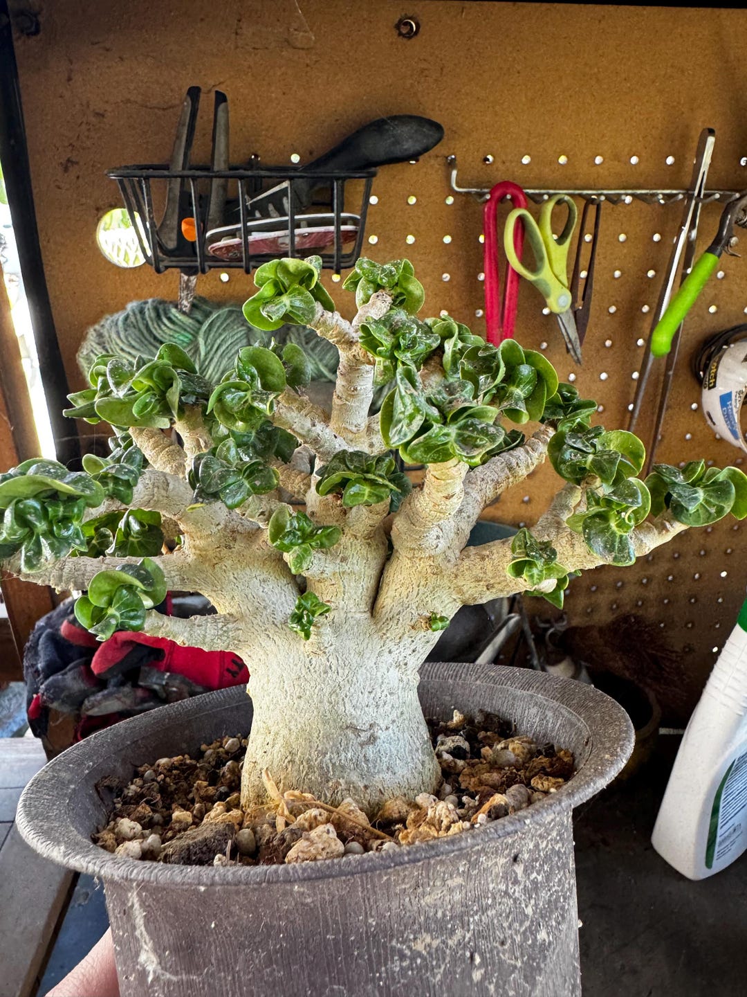 Dorset Horn Adenium DHA Rare Plant - Etsy