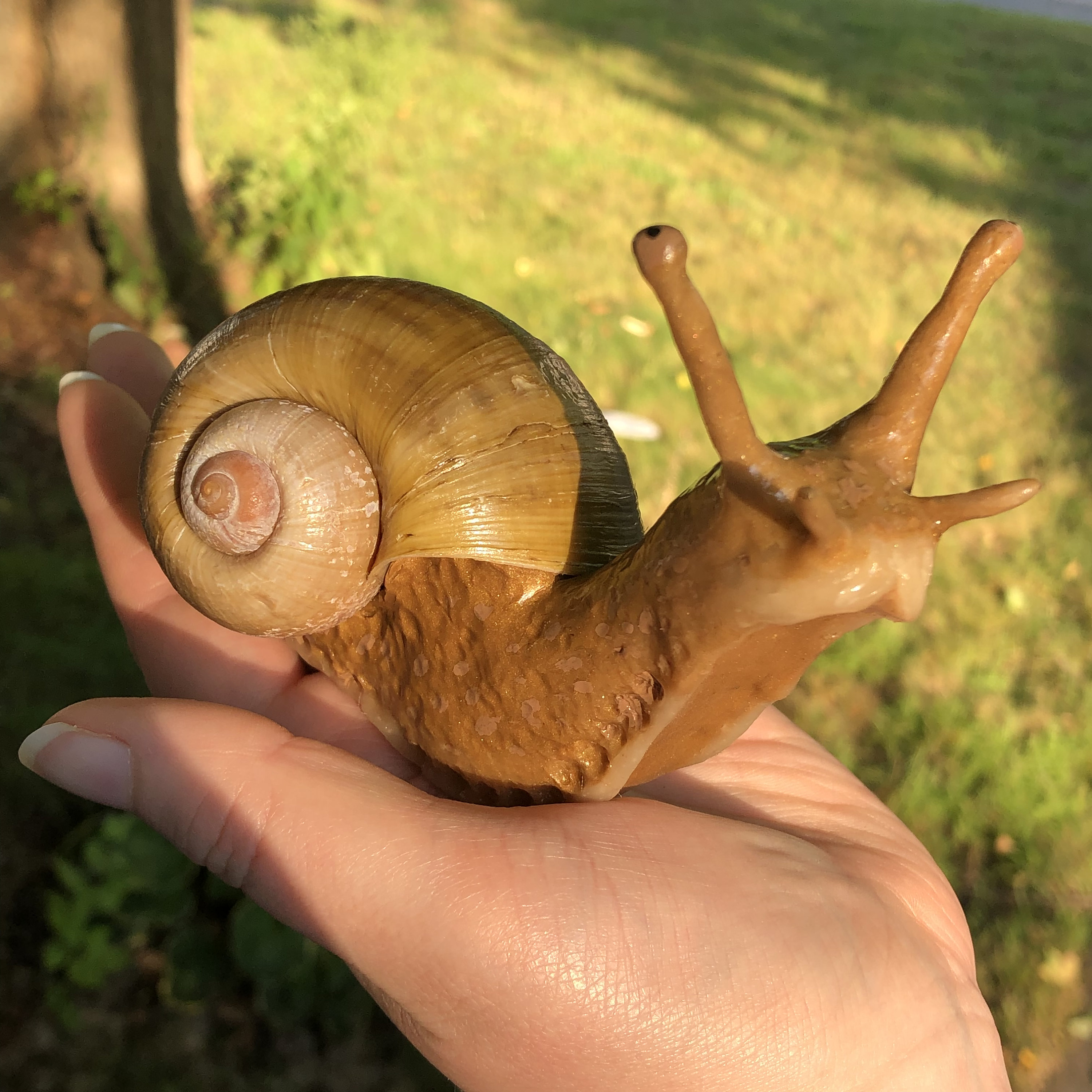 Cute Snail Sculpture Realistic Snail Sculpture With Real Shell - Etsy