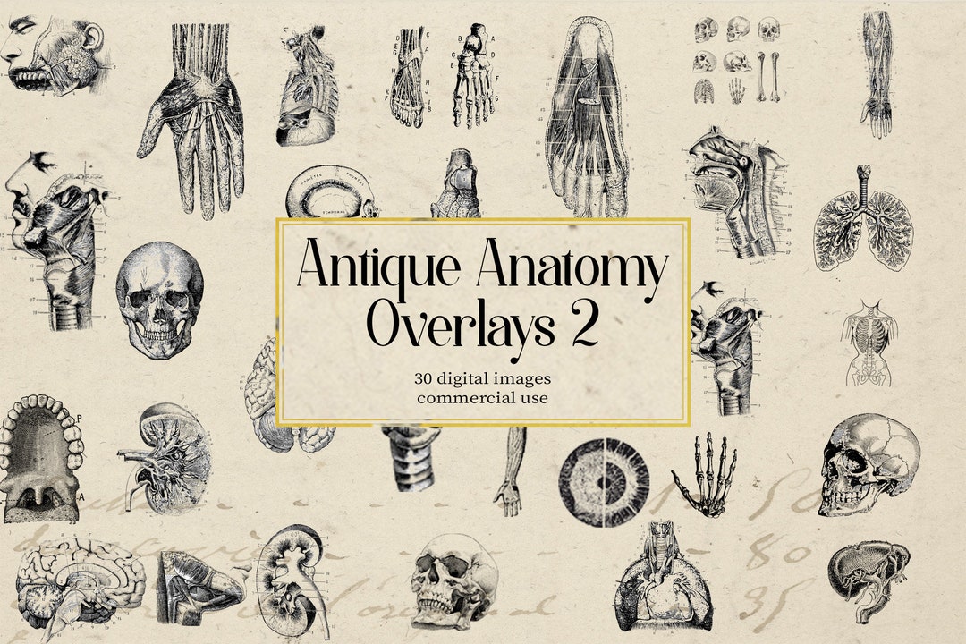 Antique Anatomy Overlays, Vintage Cliparts, Anatomical Graphics ...