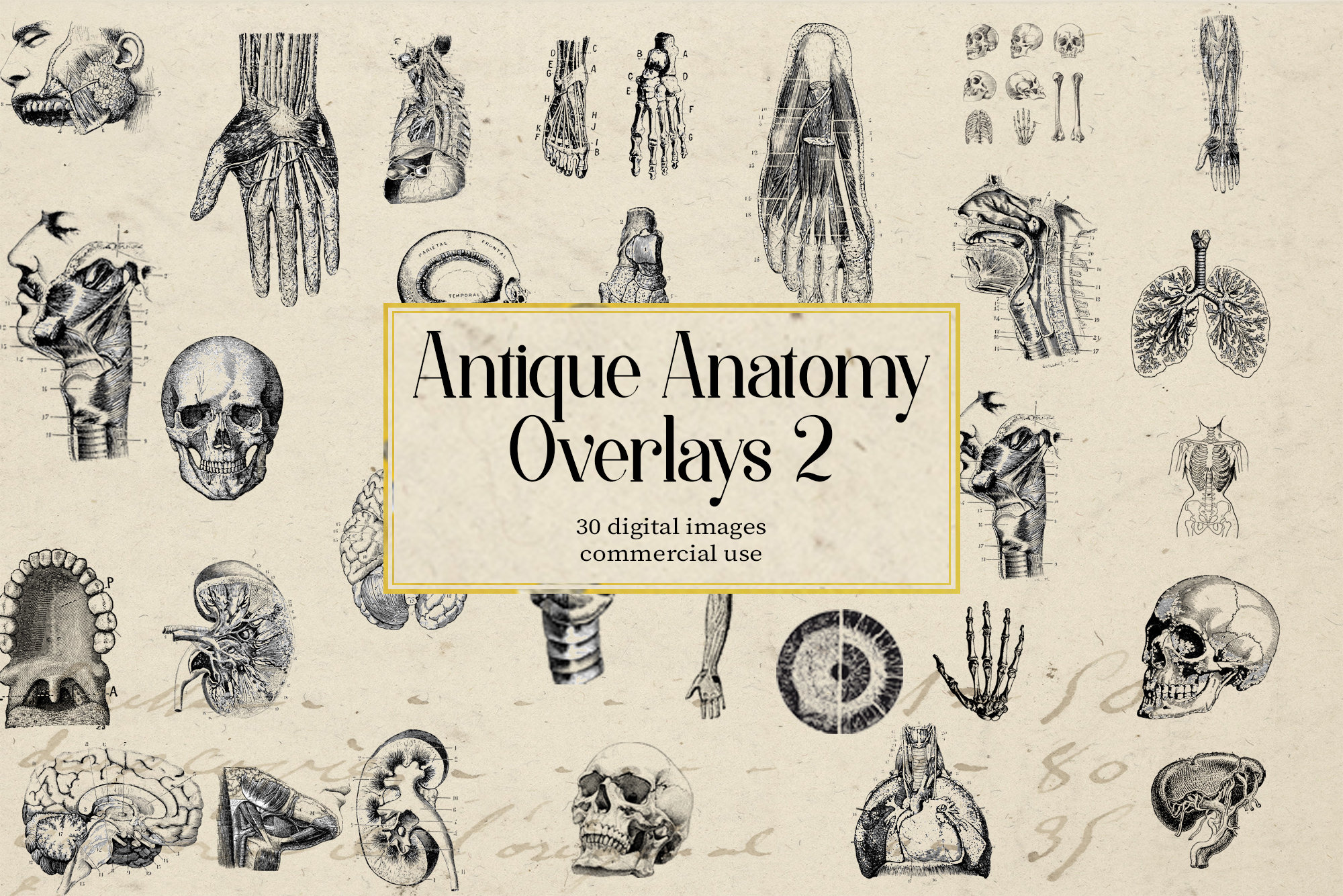 Antique Anatomy Overlays, Vintage Cliparts, Anatomical Graphics ...