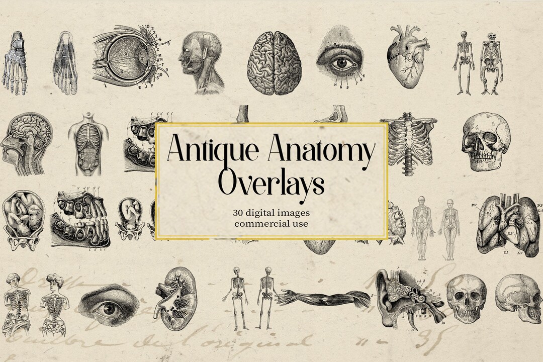 Antique Anatomy Overlays, Vintage Cliparts, Anatomical Graphics ...