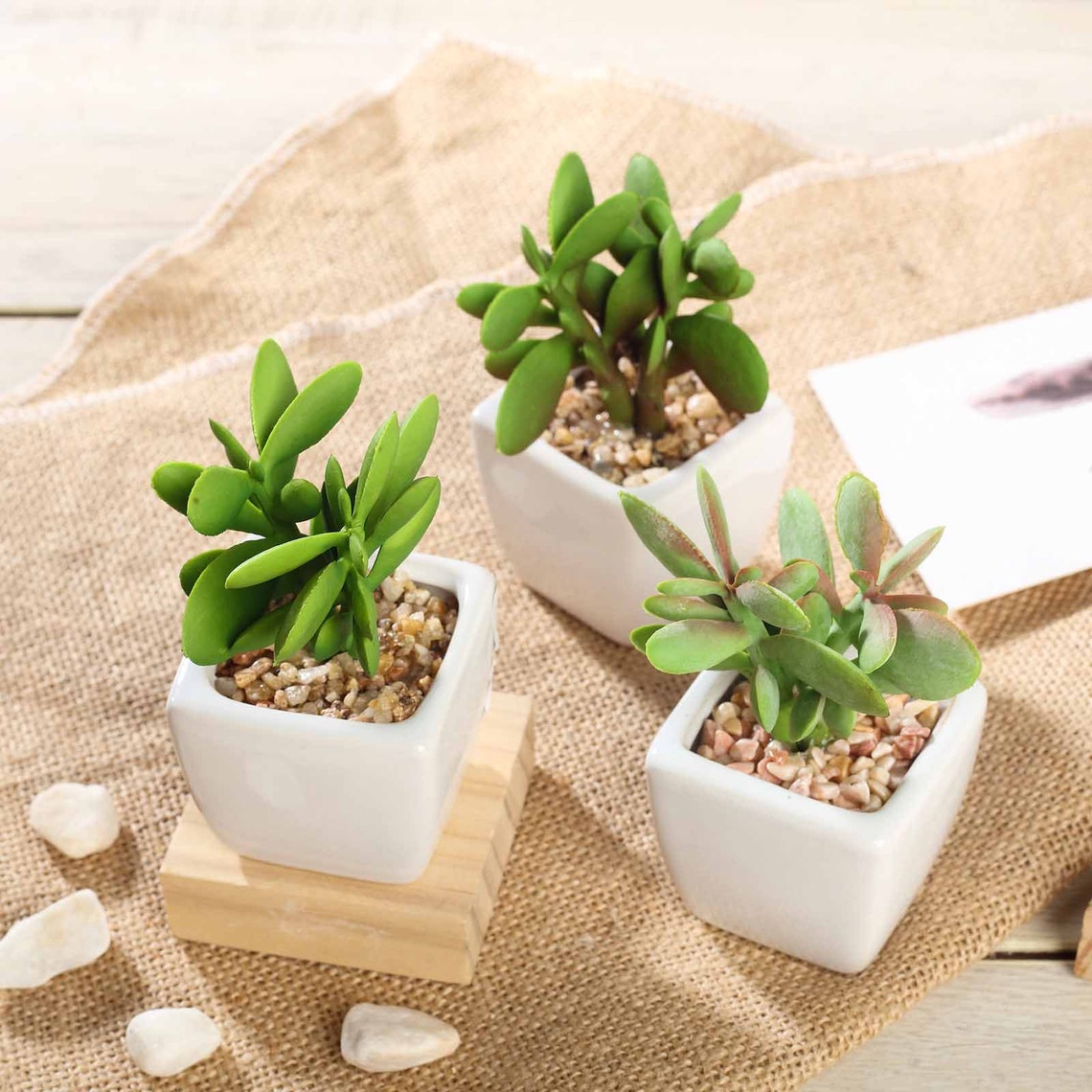 3 Air Plants Succulent Plant Artificial Jade Plant - Etsy