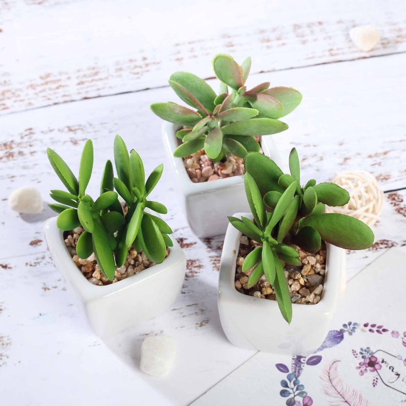 3 Air Plants Succulent Plant Artificial Jade Plant - Etsy