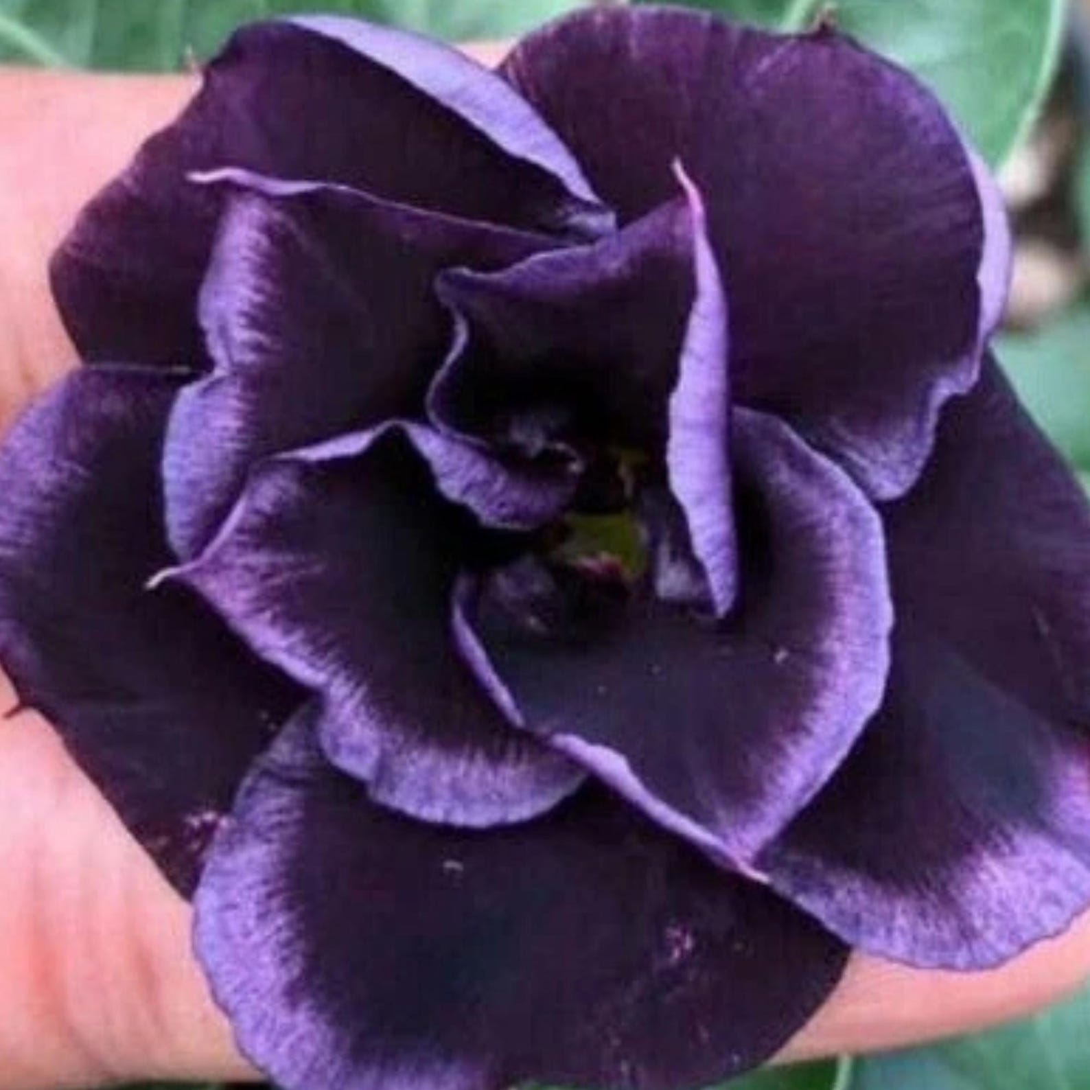 4 Dark Purple Desert Rose Adenium Obesum Perennial Flower Seeds - Etsy