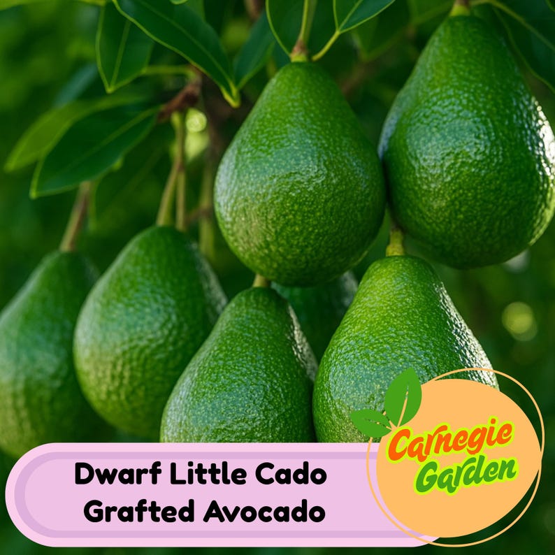 Dwarf Avocado Little Cado Grafted Fruit Tree - Miniature Plant - Etsy