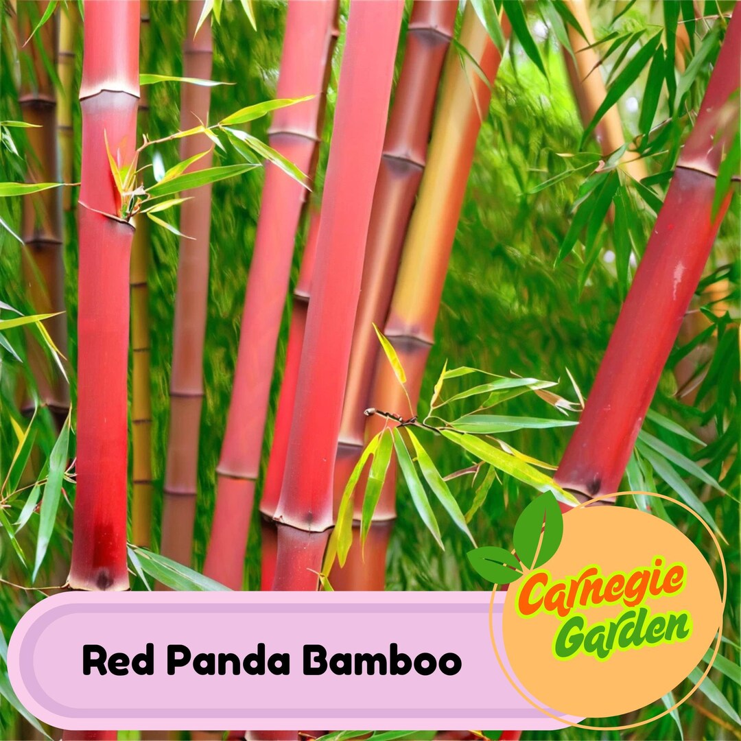 50 Red Panda Bamboo Seeds Privacy Garden Clumping Exotic Seeds - Etsy