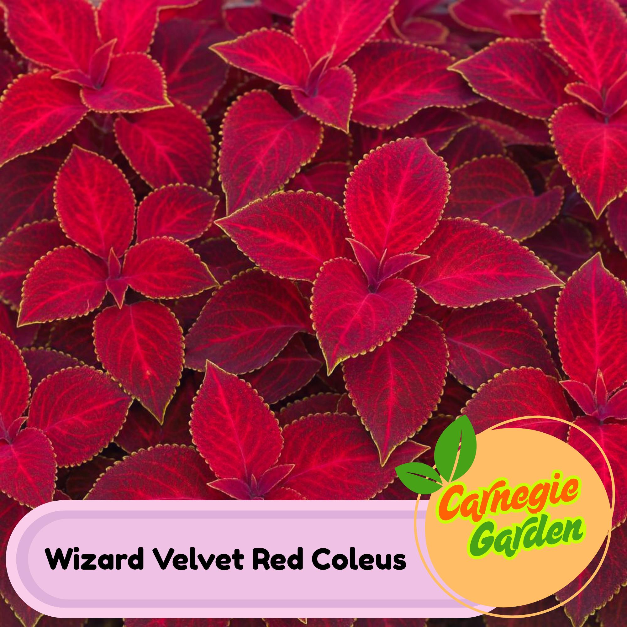 Wizard Velvet Red Coleus Seeds - Shade Loving Foliage Plant - Etsy