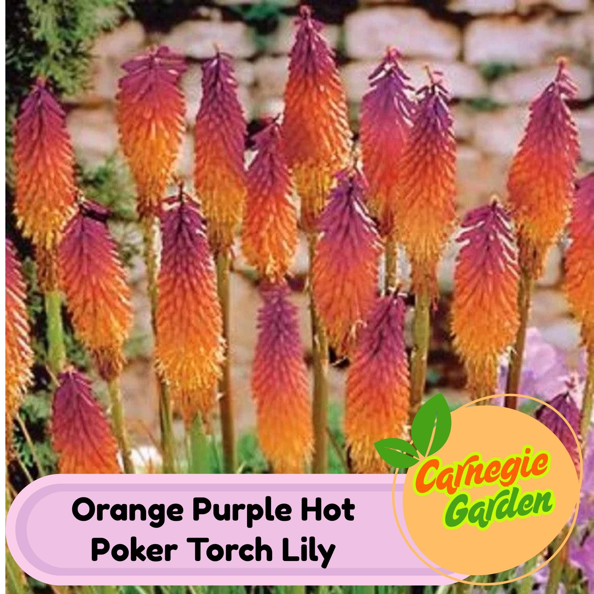 25 Orange Purple Hot Poker Torch Lily Perennial Flower Seeds - Etsy