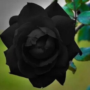 10 Black Rose Bush Perennial Shrub Flowers Seeds - Etsy
