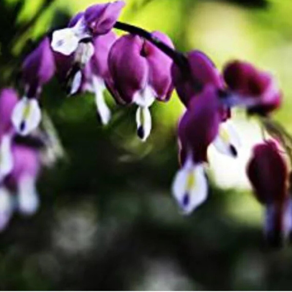 25 Dark Purple Bleeding Heart Flowers Seeds - Etsy