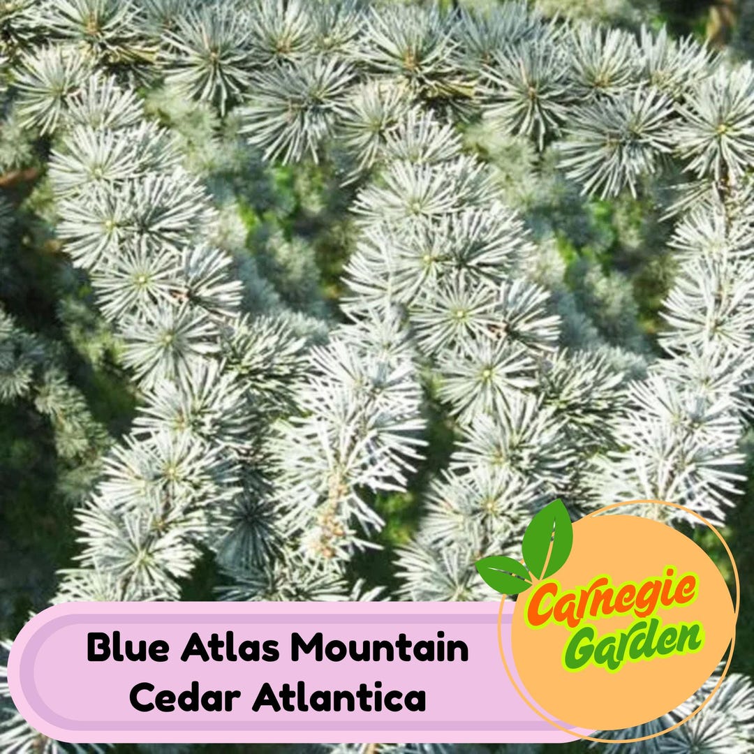 5 Blue Atlas Mountain Cedar Seeds - Rare Cedrus Atlantica Glauca Tree ...