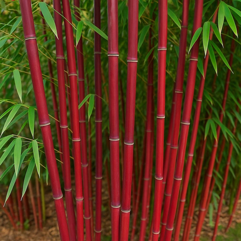 25 Red Bamboo Privacy Garden Shade Exotic Seeds - Etsy