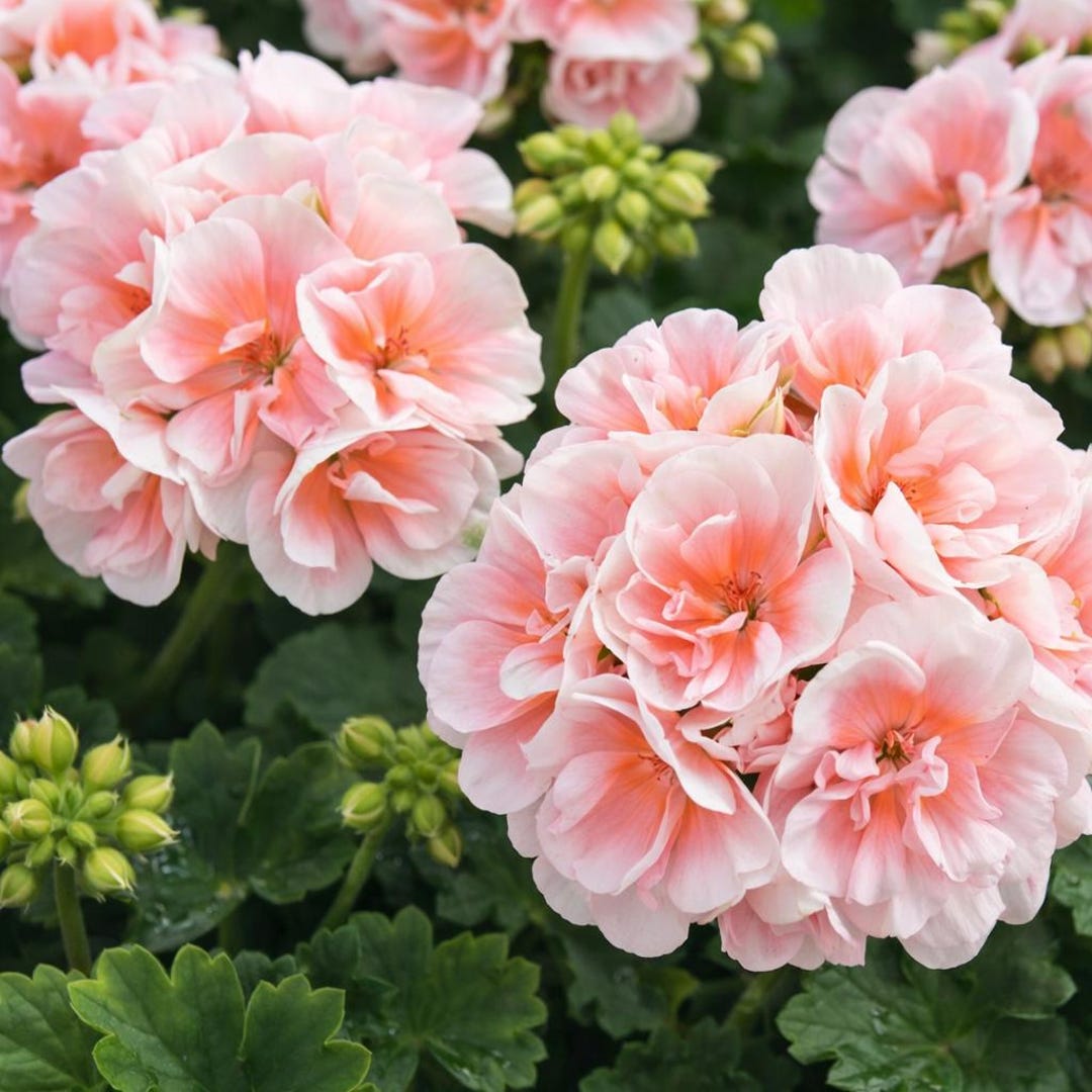10 Pink White Geranium Hanging Basket Perennial Flowers Seeds - Etsy