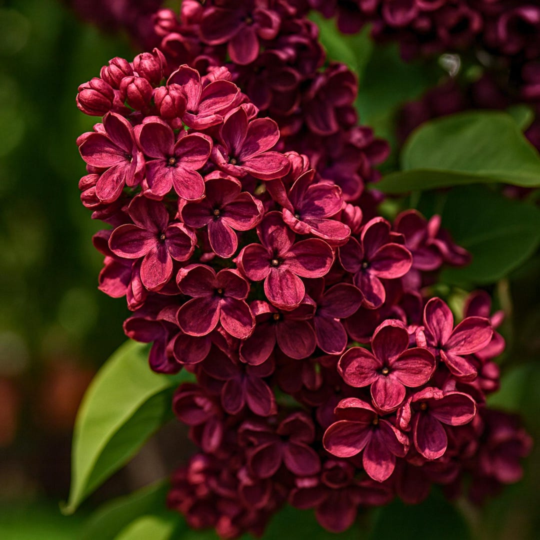 25 Red Lilac Fragrant Perennial Flower Tree Seeds - Etsy