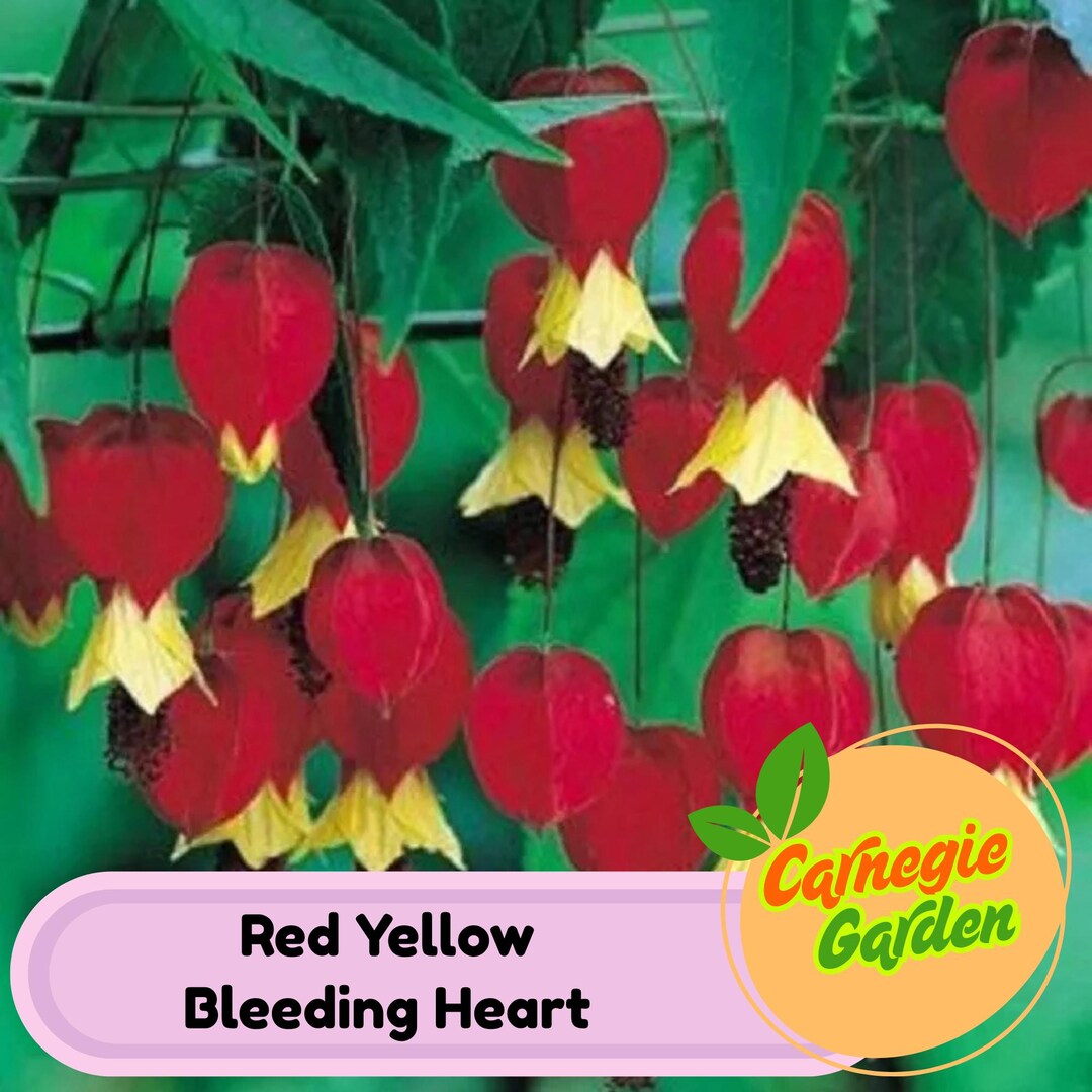 25 Red Yellow Bleeding Heart Perennial Flowers Seeds - Etsy