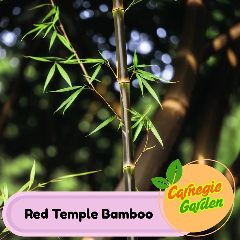 50 Red Temple Bamboo Seeds Privacy Garden Clumping Exotic Seeds - Etsy