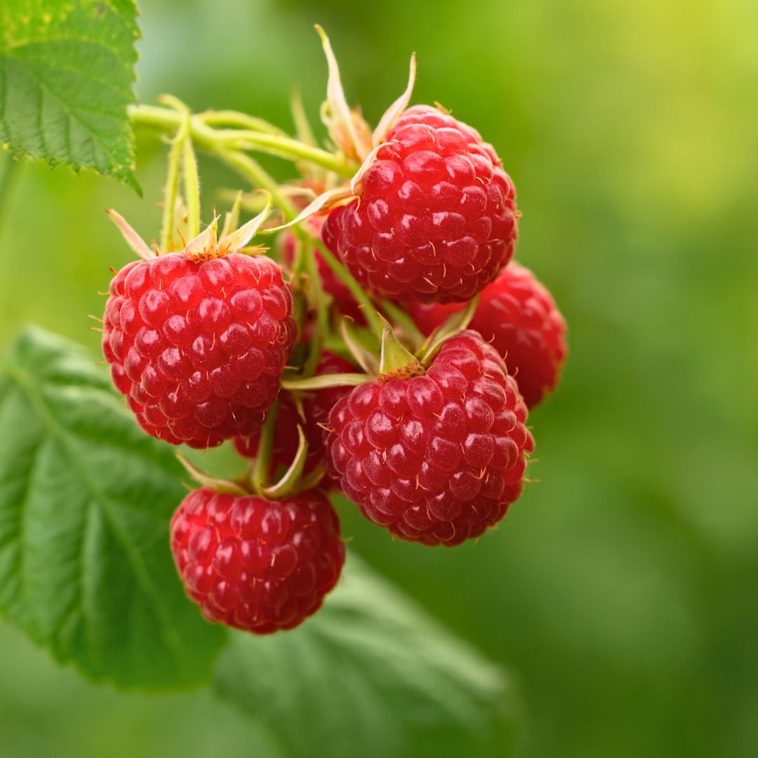 Live Heritage Raspberry Plant: Sweet Red Berries, Easy to Grow - Etsy