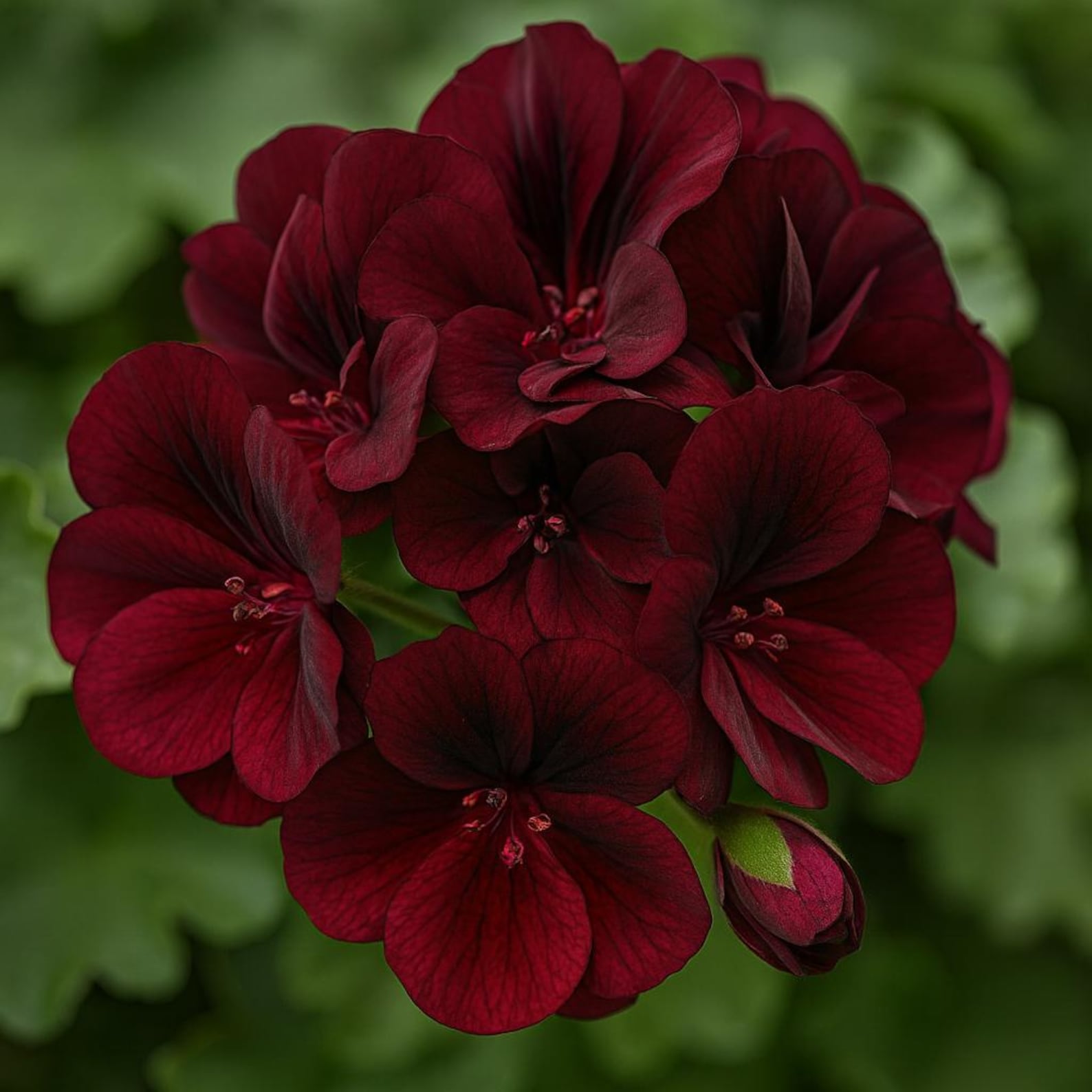 10 Dark Burgundy Geranium Hanging Basket Perennial Flowers Seeds - Etsy