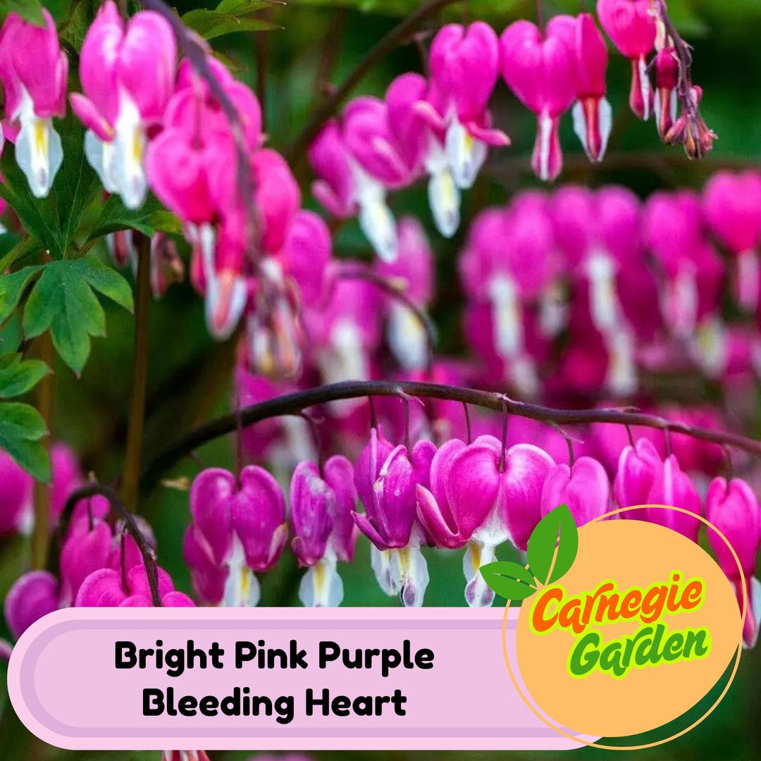 25 Bright Pink Purple Bleeding Heart Flowers Seeds - Etsy