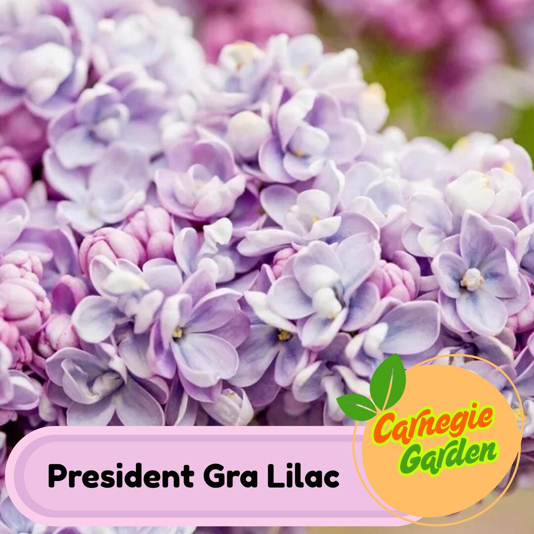 President Gra Lilac Seeds: Fragrant Purple Flowering Shrub, Attracts ...