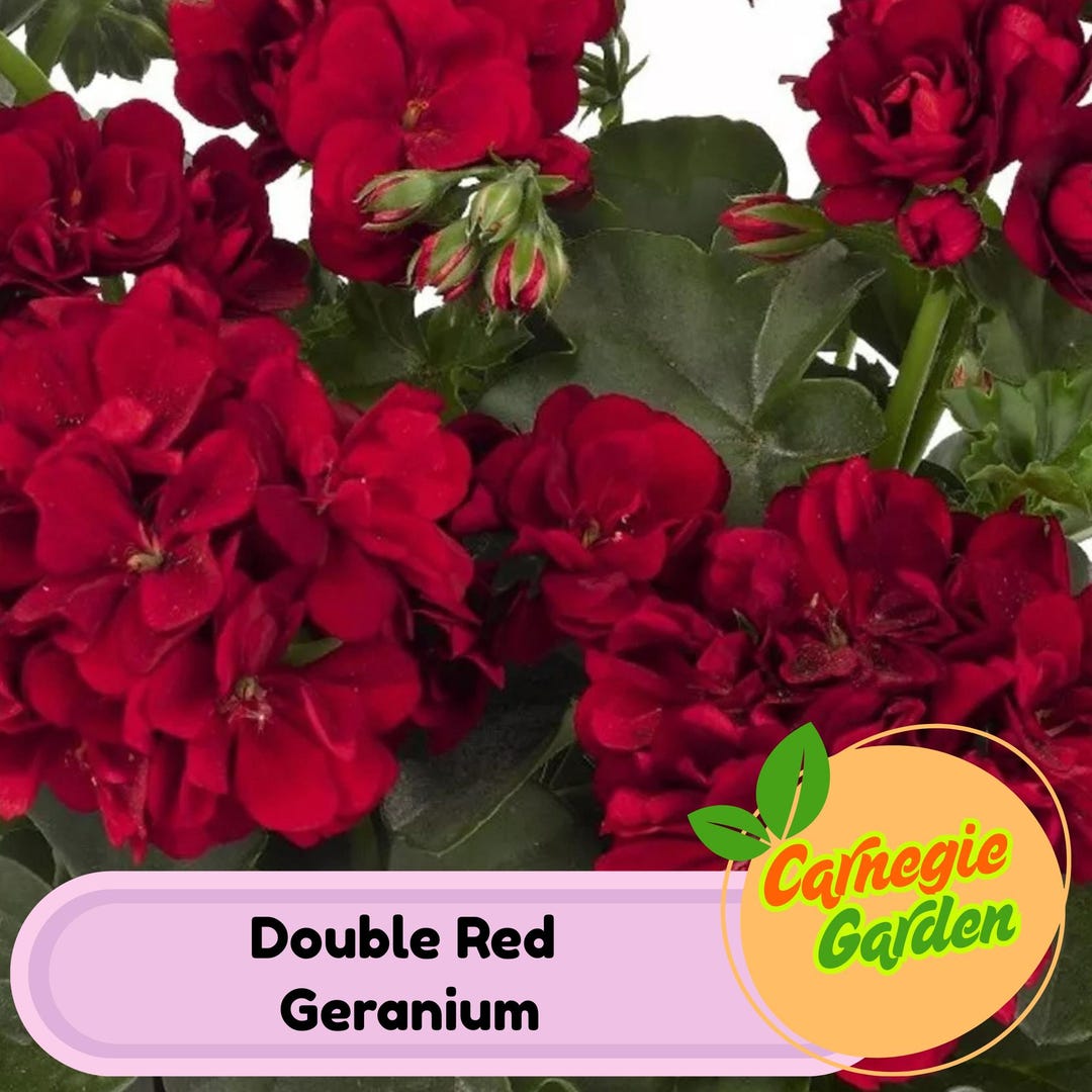 10 Double Red Geranium Perennial Flower Seeds - Etsy