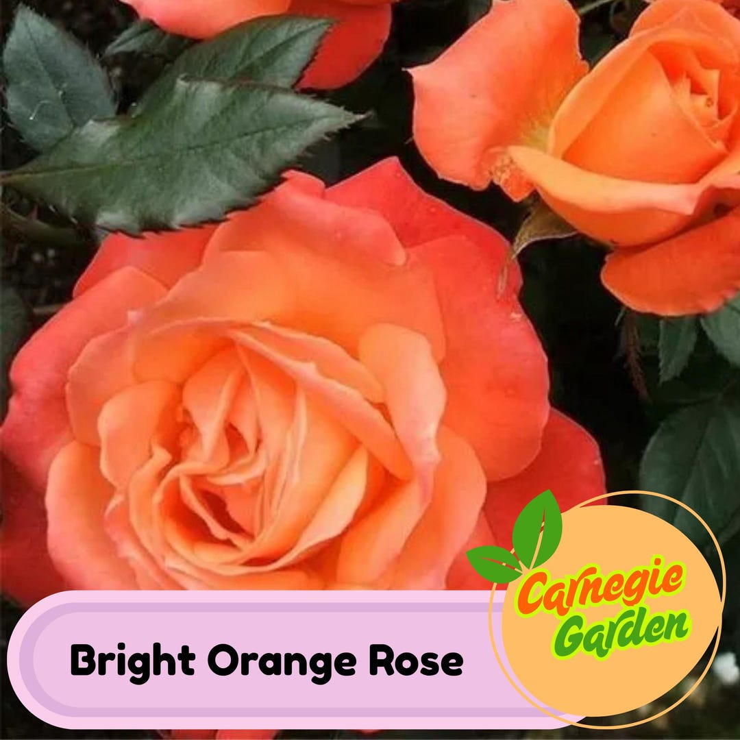 Bright Orange Rose Seeds – Rare Hybrid, Cold Hardy Perennial, Open ...