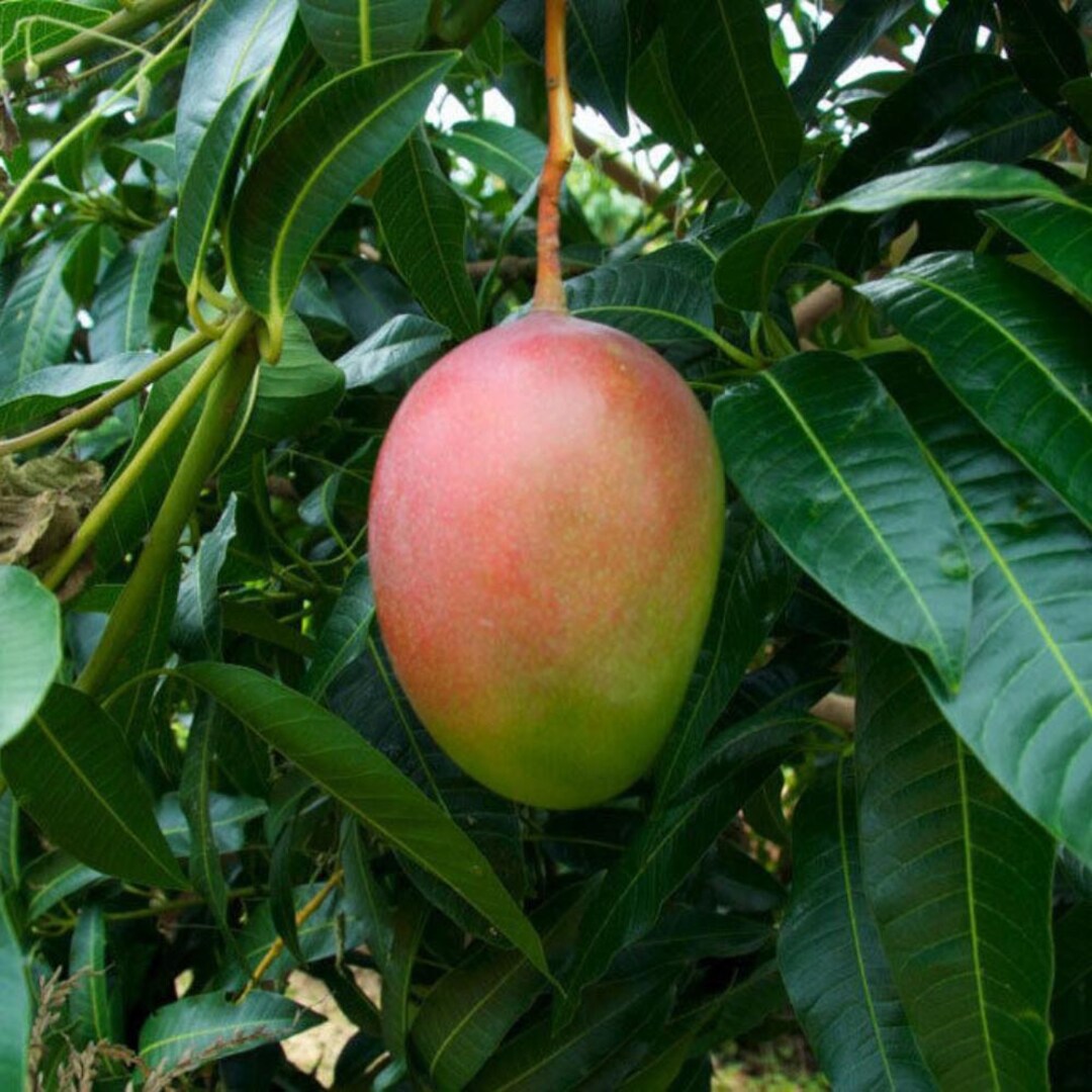 Glenn Mango Tree: Grafted, Fiberless, Cold Hardy - Live Tropical Fruit ...