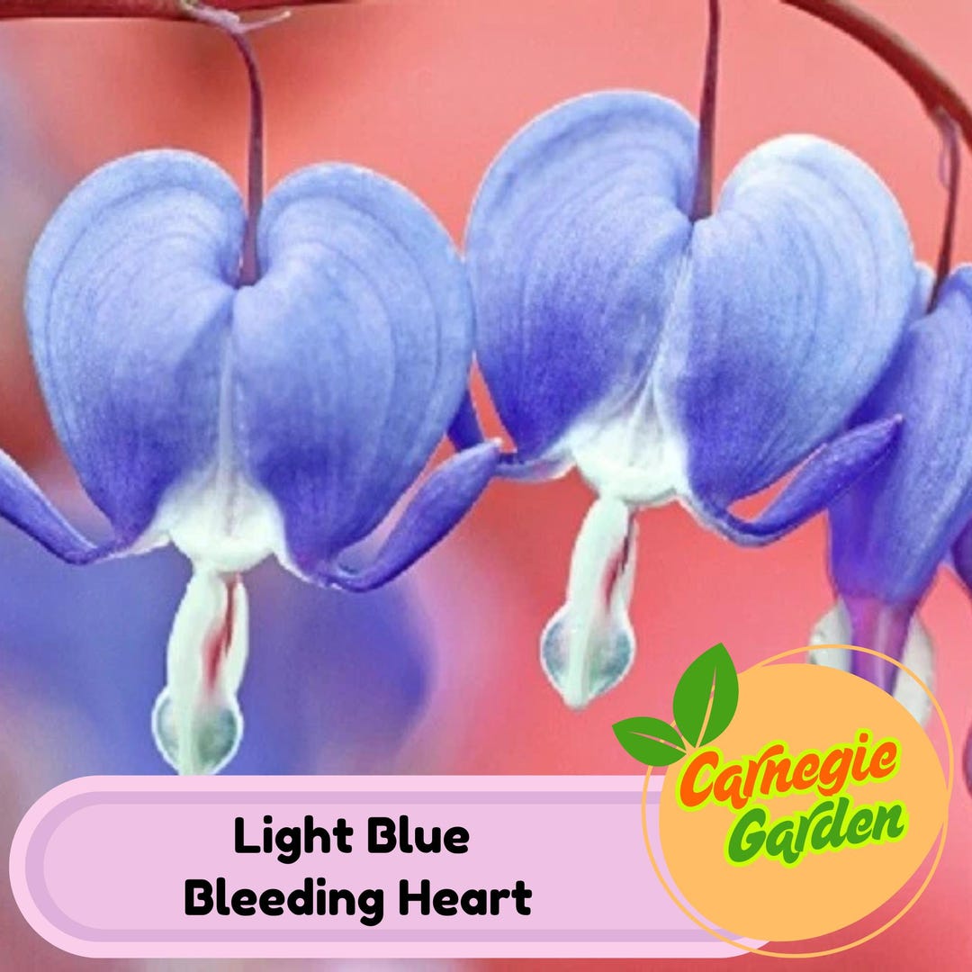 25 Light Blue Bleeding Heart Dicentra Spectabilis Shade Flower Seeds - Etsy