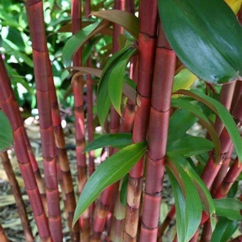 50 Red Stem Bamboo Seeds Privacy Garden Clumping Exotic Seeds - Etsy