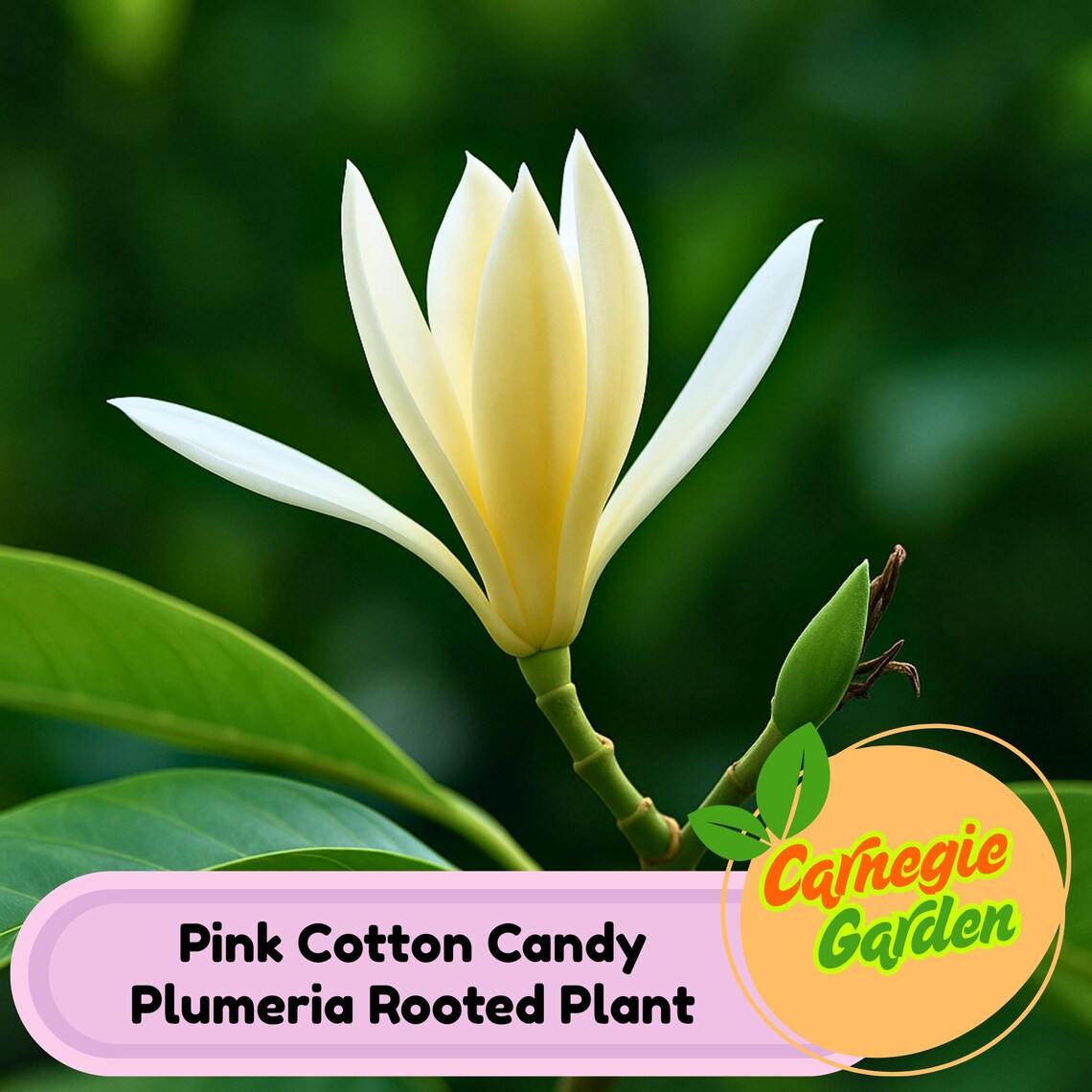 Fragrant White Champaca Tree: Michelia Alba Magnolia Live Plant (25-30 ...