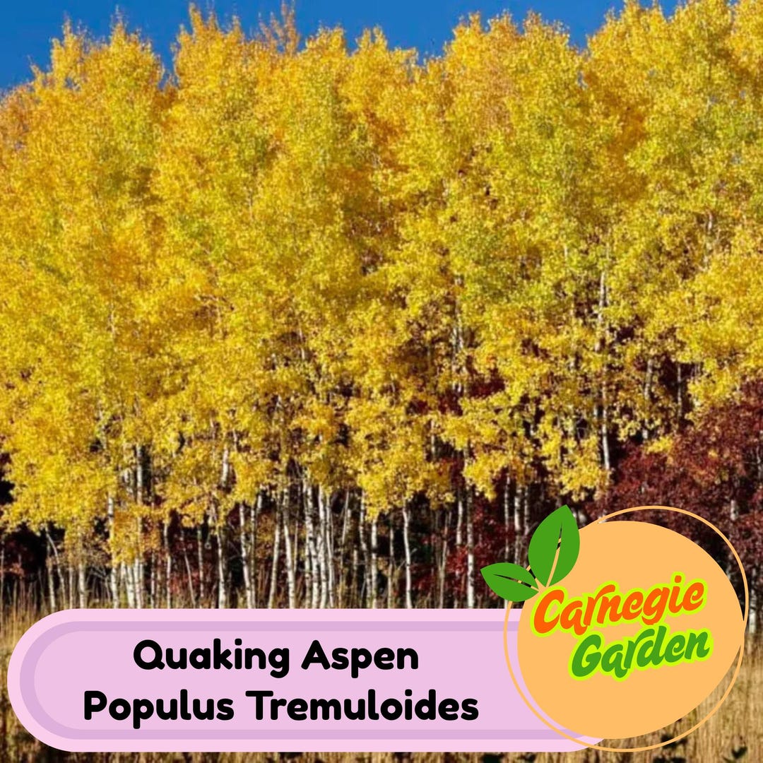 5 Quaking Aspen Populus Tremuloides Tree Seeds for Planting - Etsy