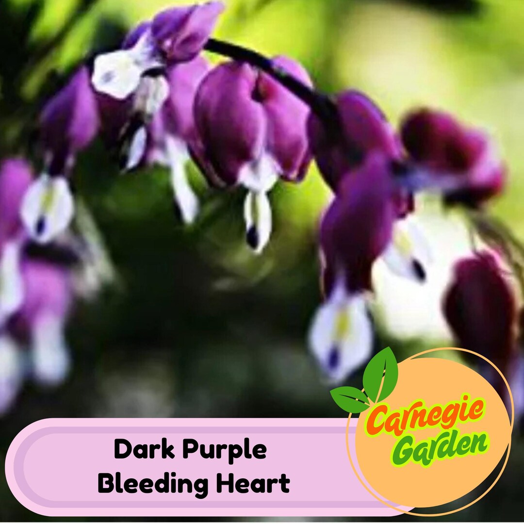 25 Dark Purple Bleeding Heart Flowers Seeds - Etsy