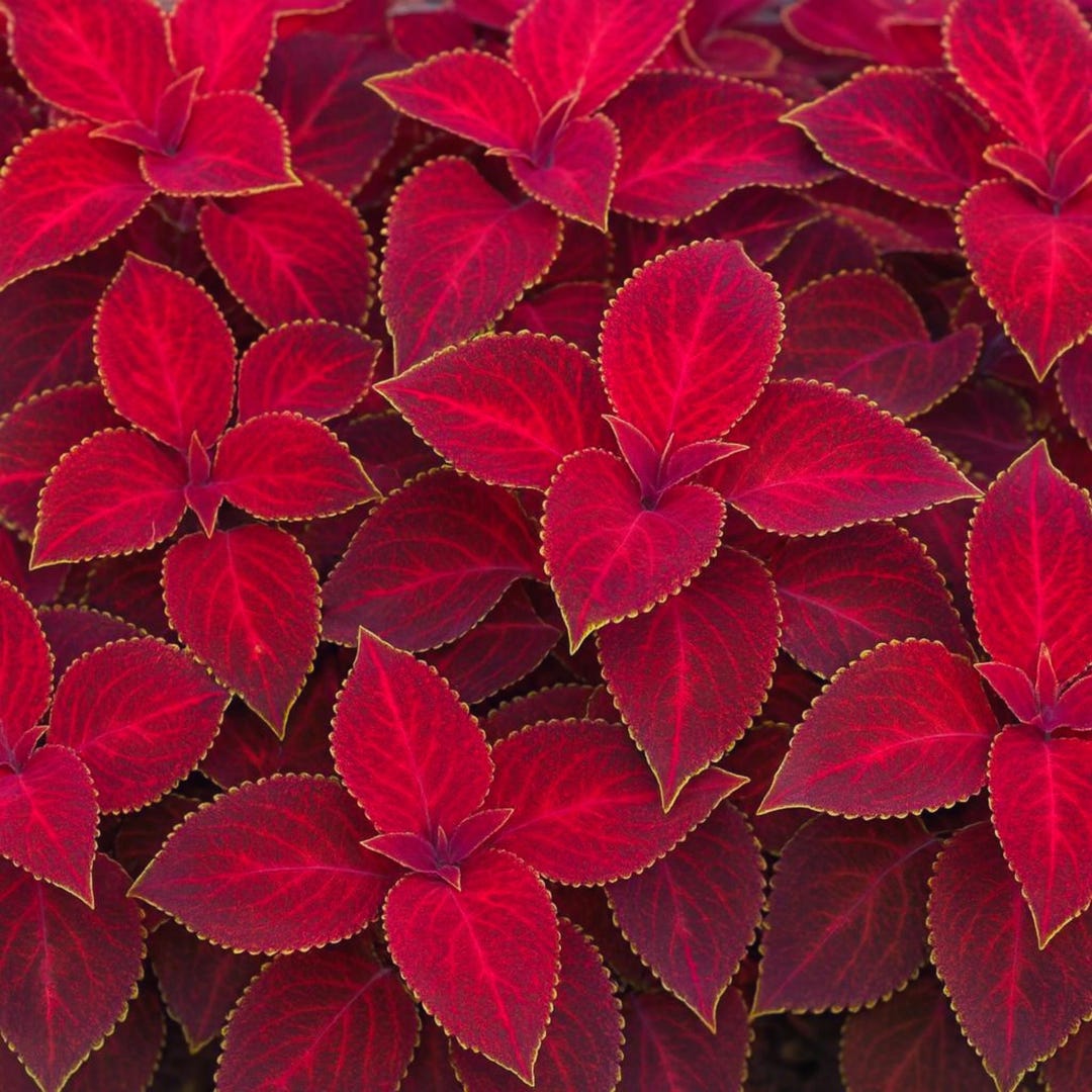 Wizard Velvet Red Coleus Seeds - Shade Loving Foliage Plant - Etsy